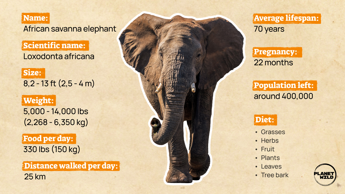Facts and myths about the African savanna elephant · Planet Wild Facts and myths about the African savanna elephant · Planet Wild